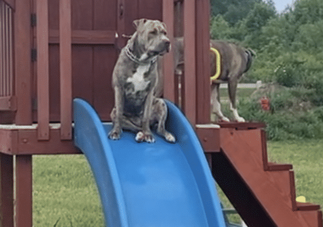 Finger Lakes Dog Park - Beaver Dams, NY | Bark Park Finder