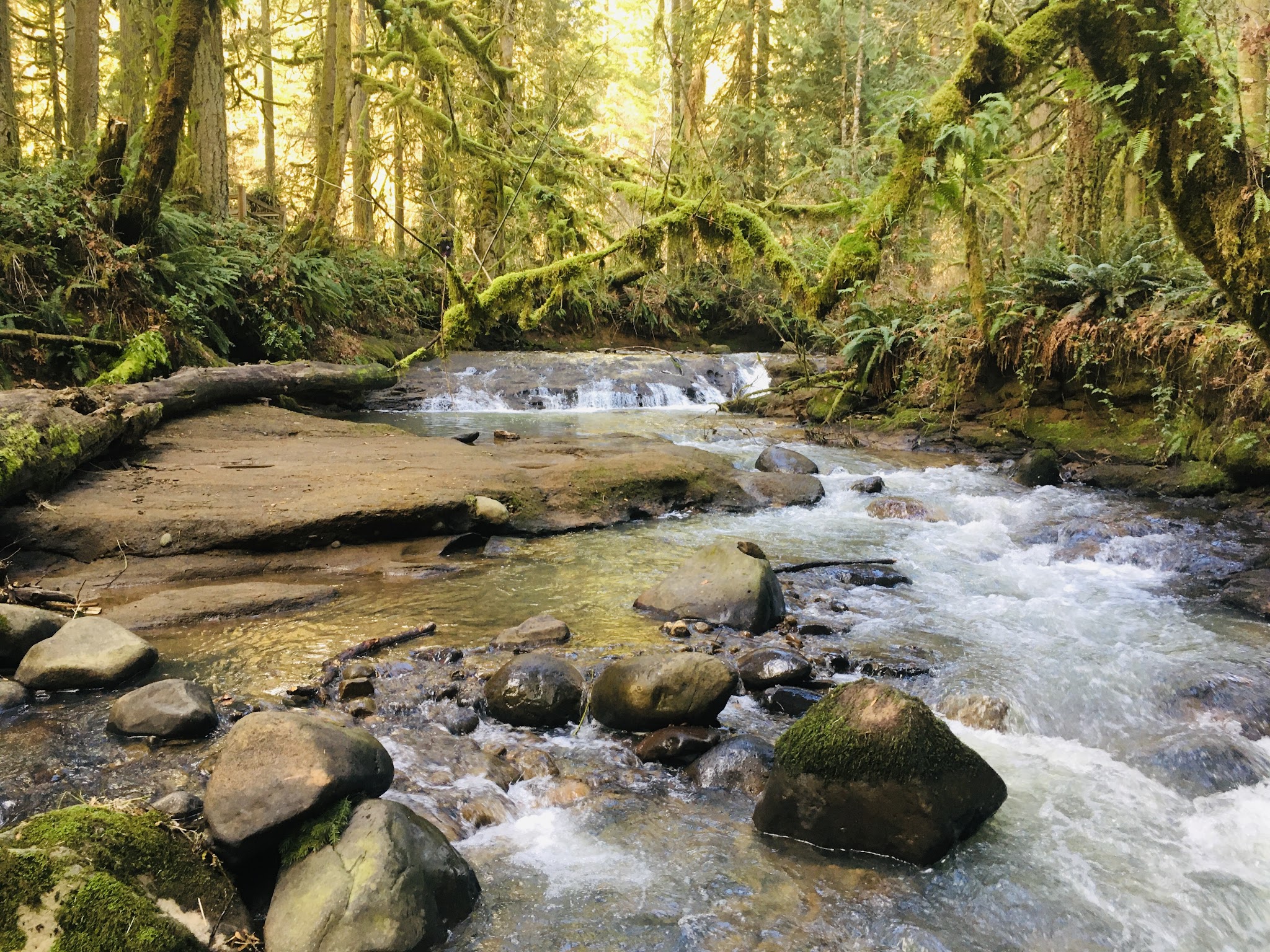 Cazadero Trail - Boring, OR | Bark Park Finder