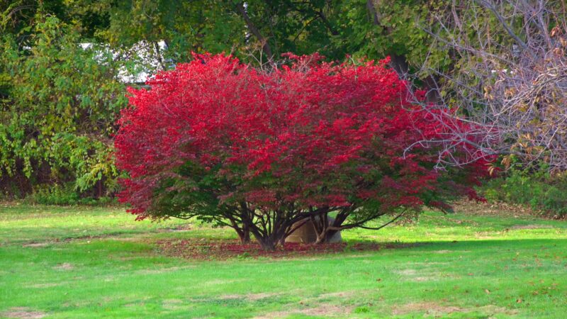 Bruce Park - Greenwich, CT | Bark Park Finder