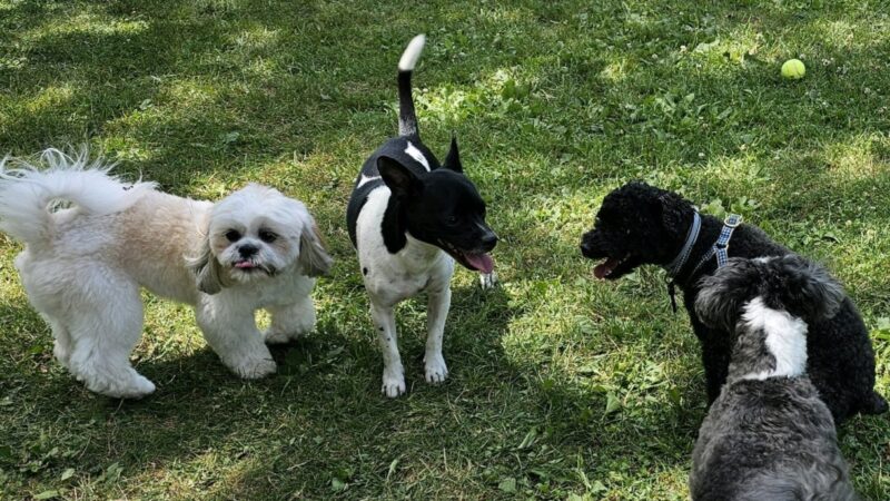 Hemlock Farms Dog Park - Lords Valley, PA | Bark Park Finder