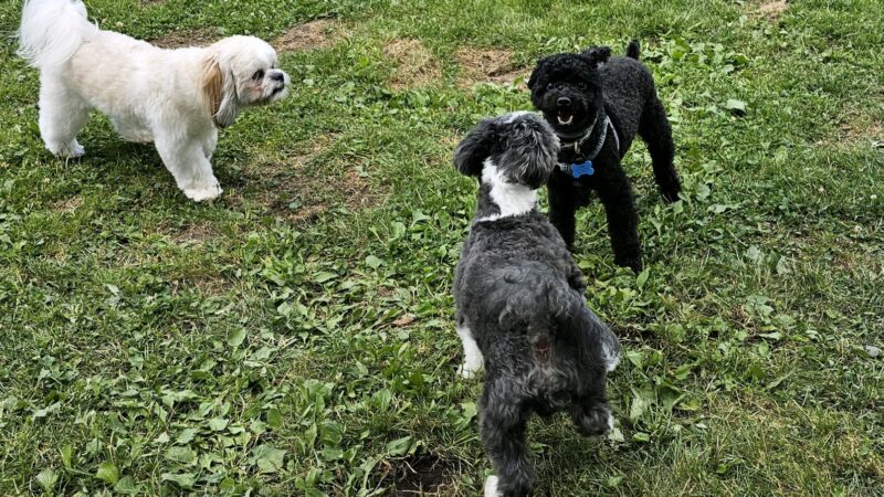 Hemlock Farms Dog Park - Lords Valley, PA | Bark Park Finder