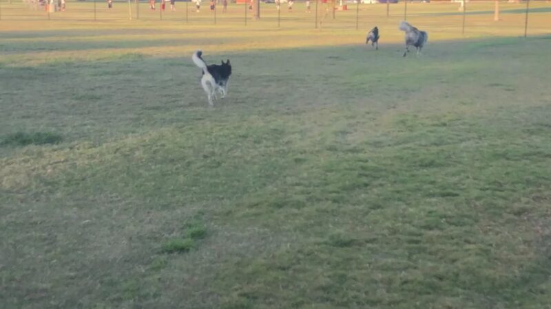 Clapp- Hub City Dog Park - Lubbock, TX | Bark Park Finder