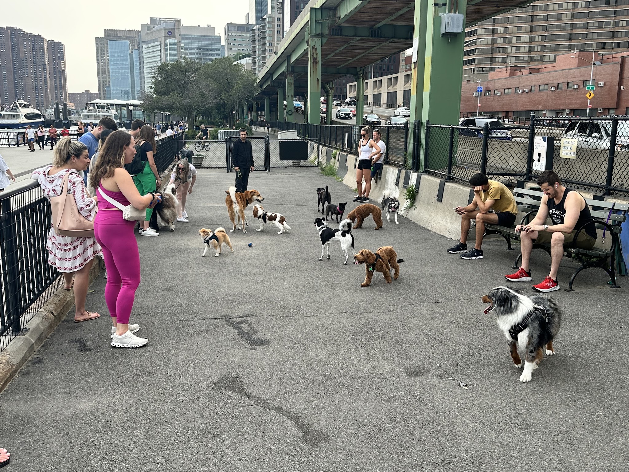 New Wave Pier Dog Run - New York, NY | Bark Park Finder