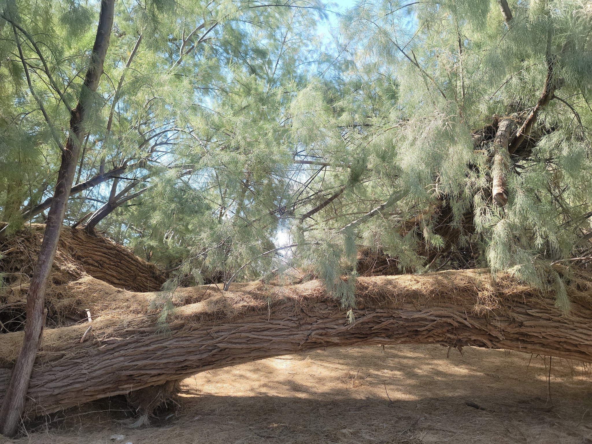 Palo Verde County Park - Palo Verde, CA | Bark Park Finder