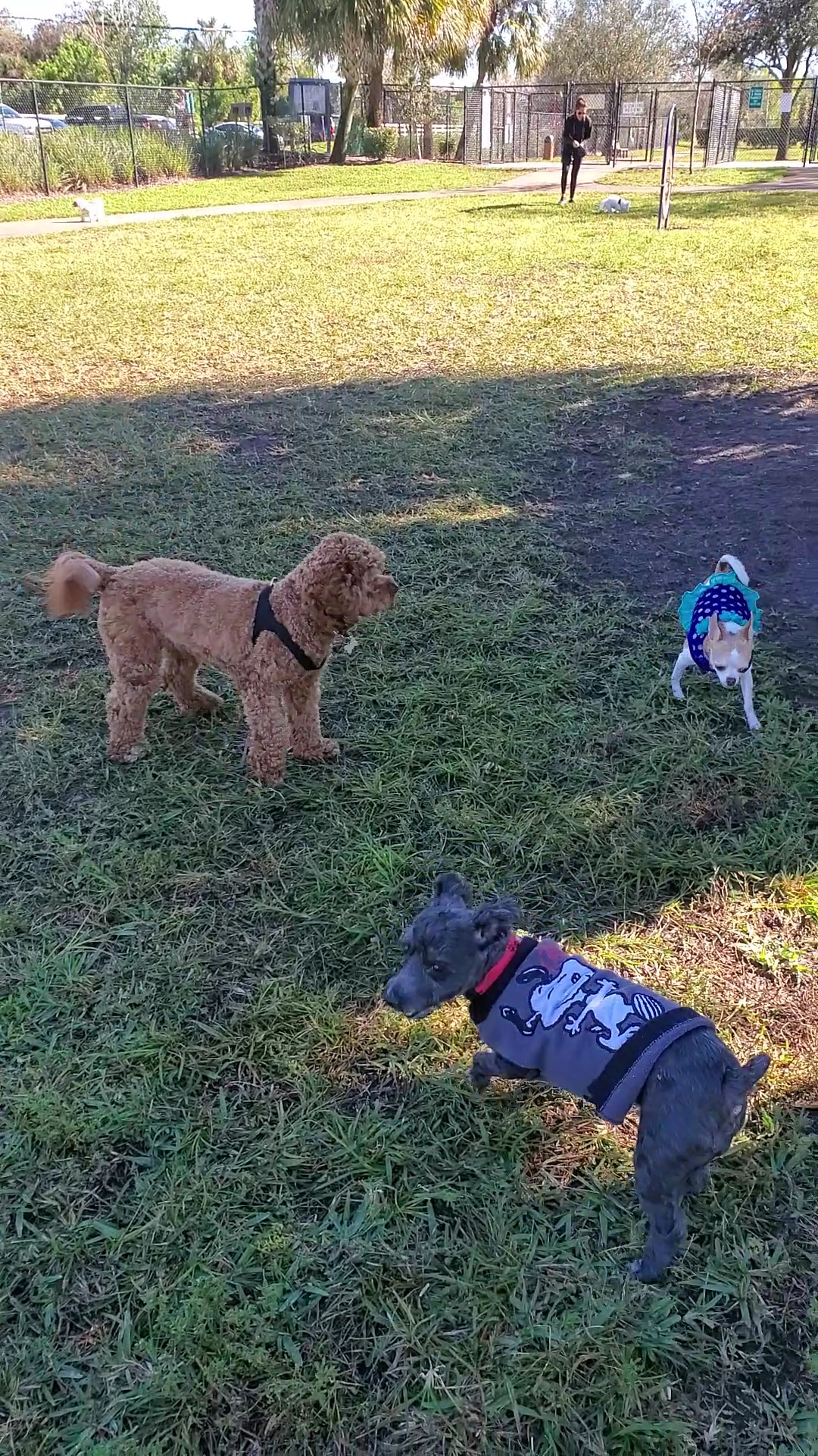 Barkland Dog Park - Parkland, FL | Bark Park Finder