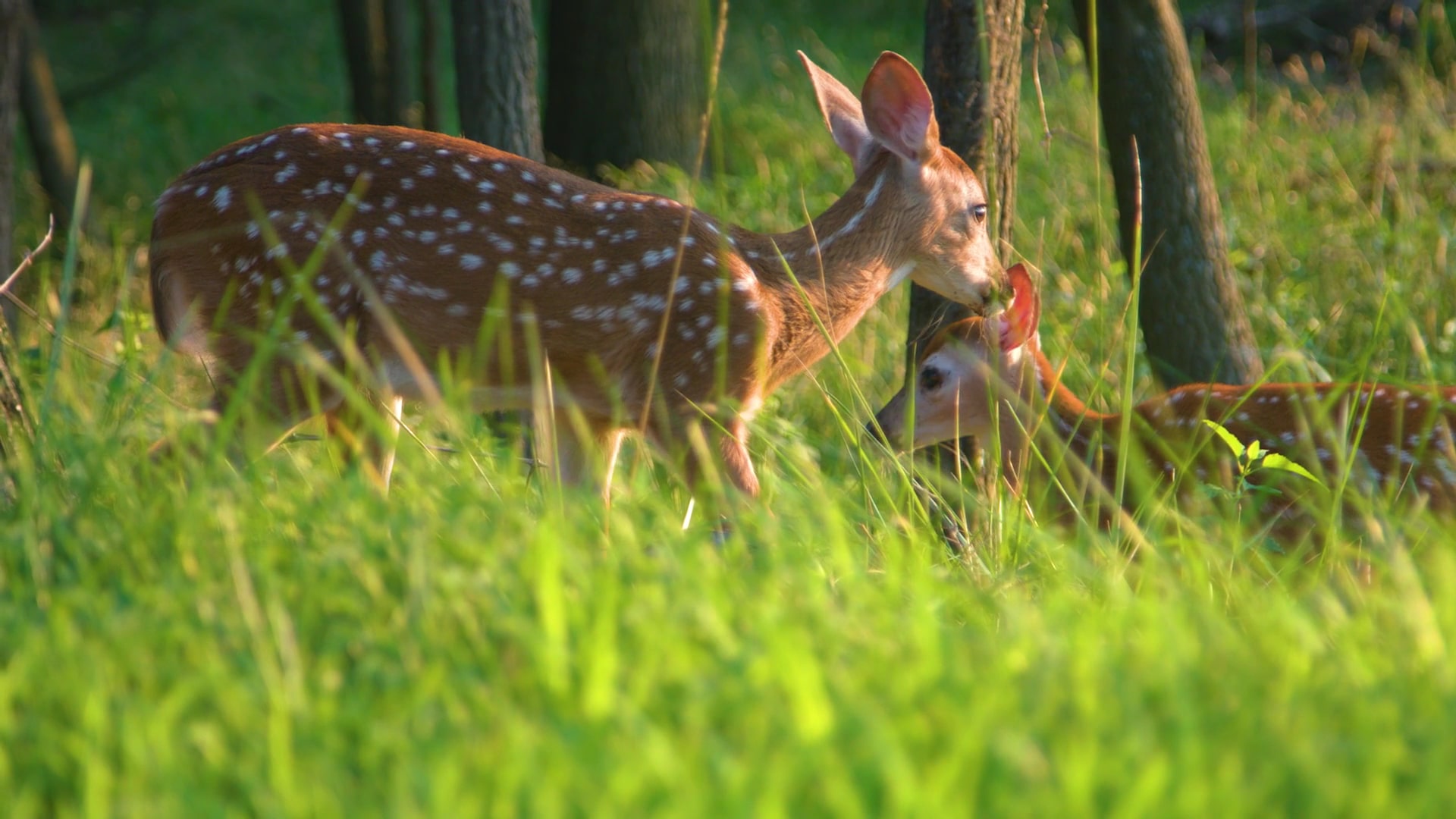 Garret Mountain Reservation - Woodland Park, NJ | Bark Park Finder