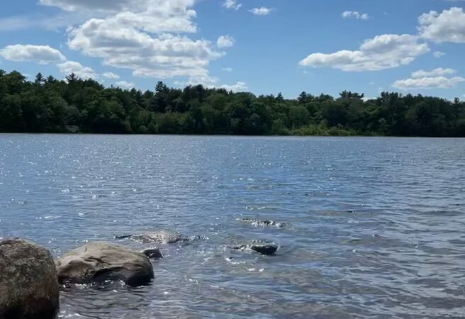 Watson Pond State Park - Taunton, MA | Bark Park Finder