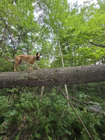 Texaco Beach - Burlington, VT | Bark Park Finder