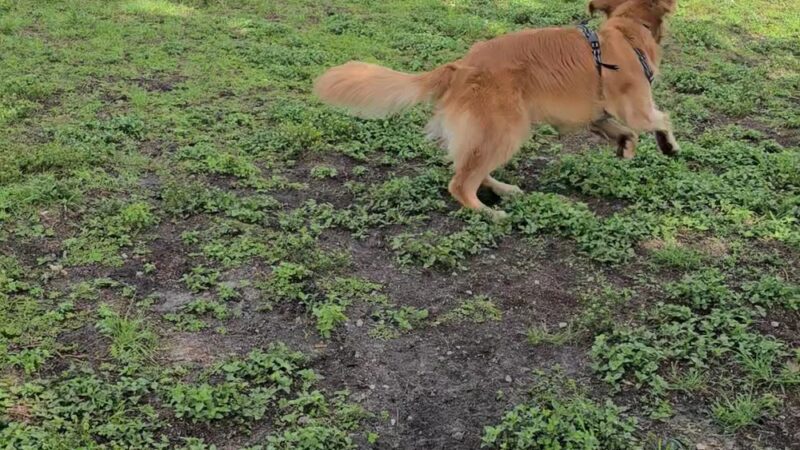 Big Dogs Park – Homestead, FL – Bark Park Finder